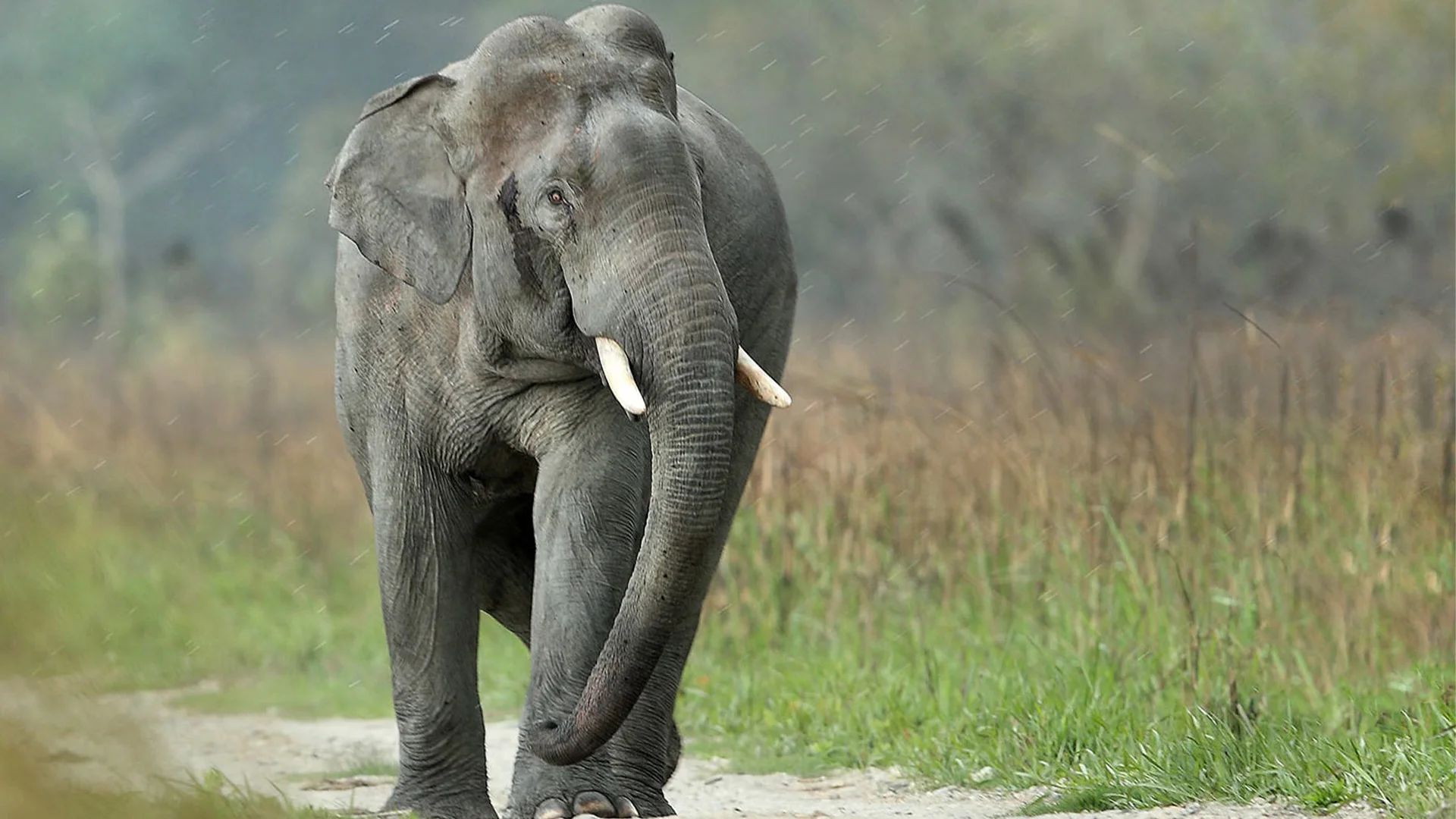 Kaziranga Tiger Reserve, Assam | Safari Timing & Booking